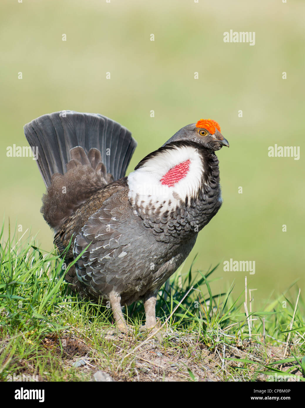 Blue Grouse Stock Photos & Blue Grouse Stock Images - Alamy