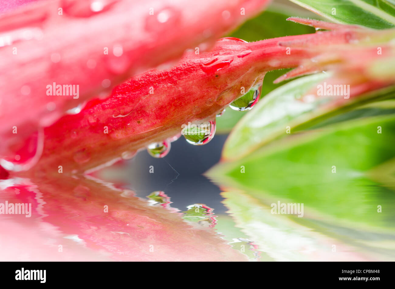 fresh water drops in flower. in green nature or in forest Stock Photo ...