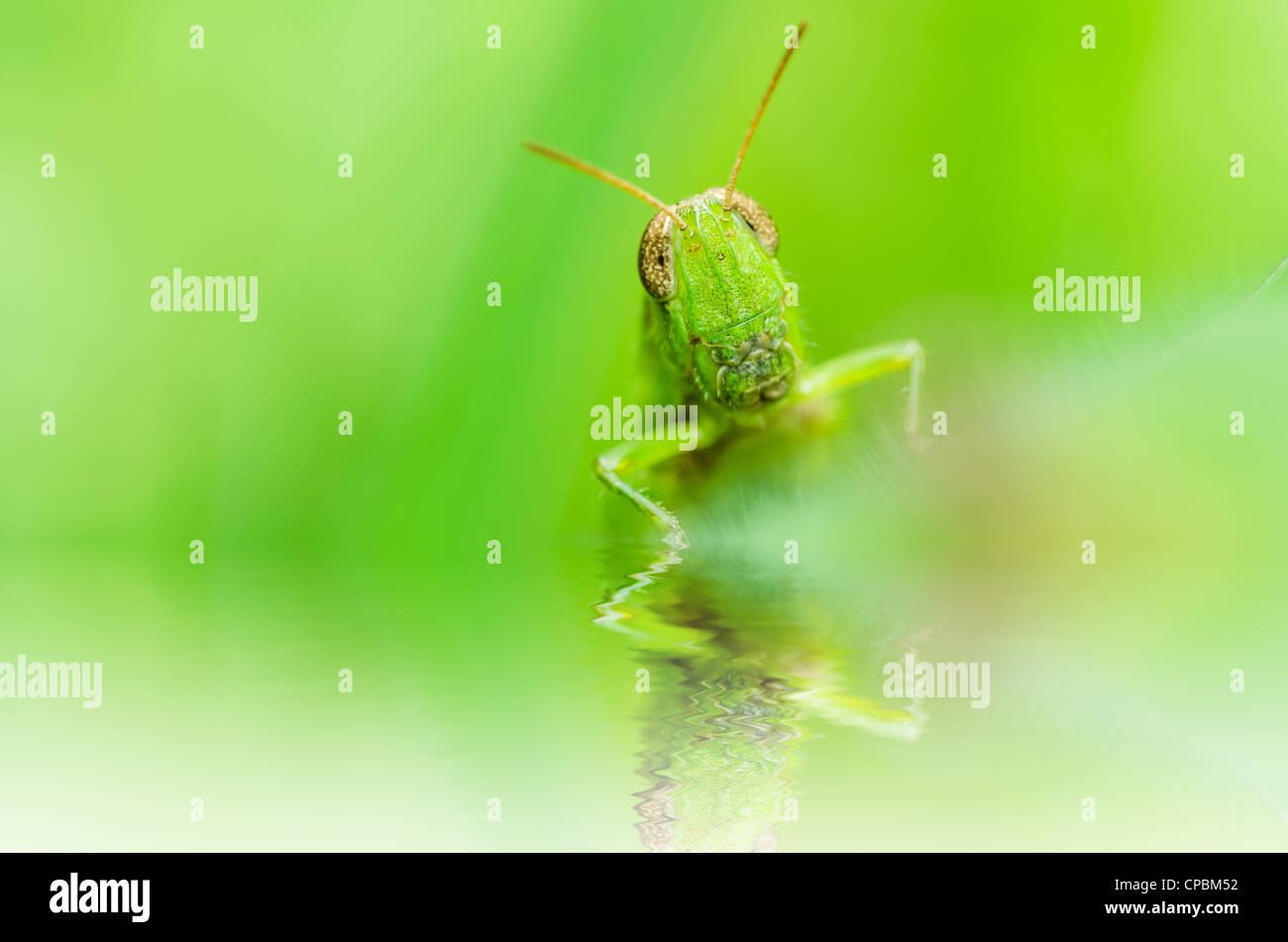 grasshopper macro in green nature or in the garden Stock Photo - Alamy