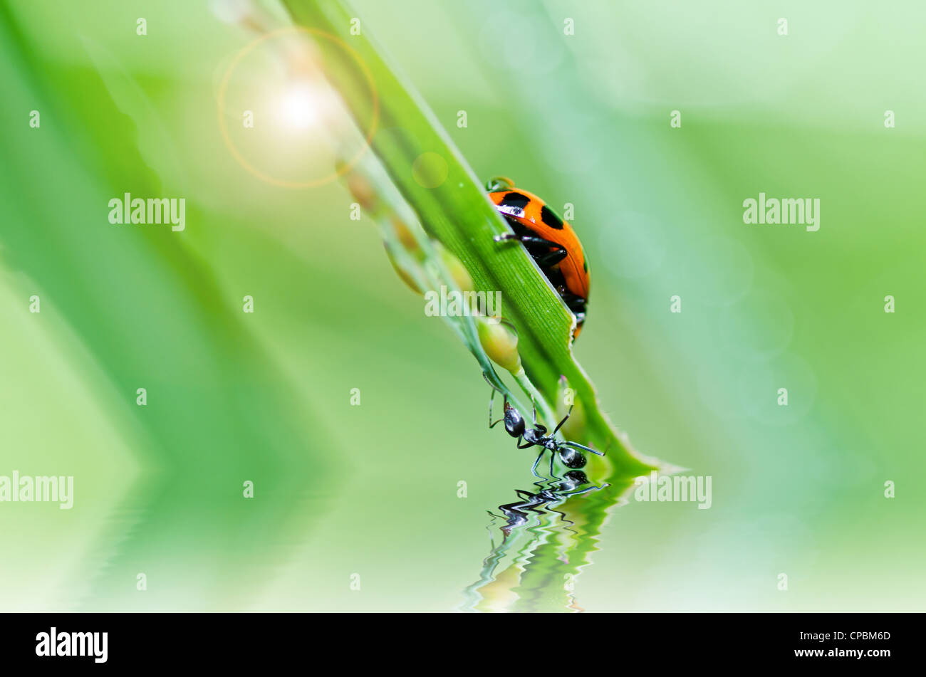 ladybug in the green nature or in the garden Stock Photo - Alamy