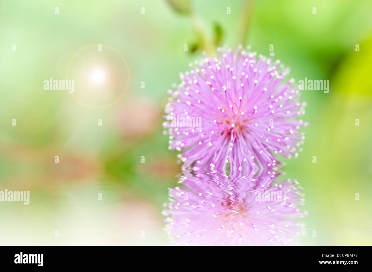 Sensitive plant - Mimosa pudica in green nature or in the garden Stock ...
