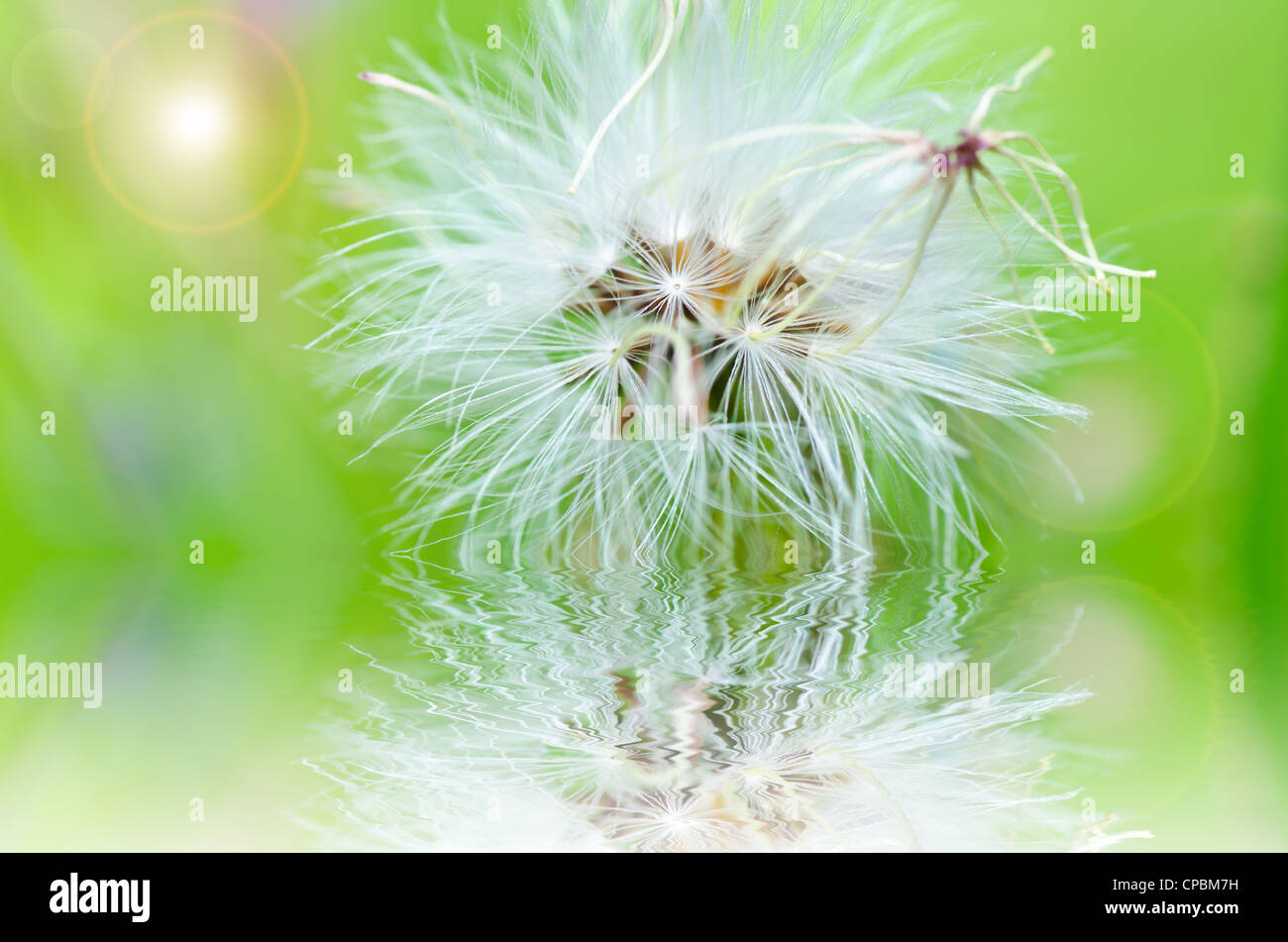 weed in the miracle nature or in the garden Stock Photo - Alamy