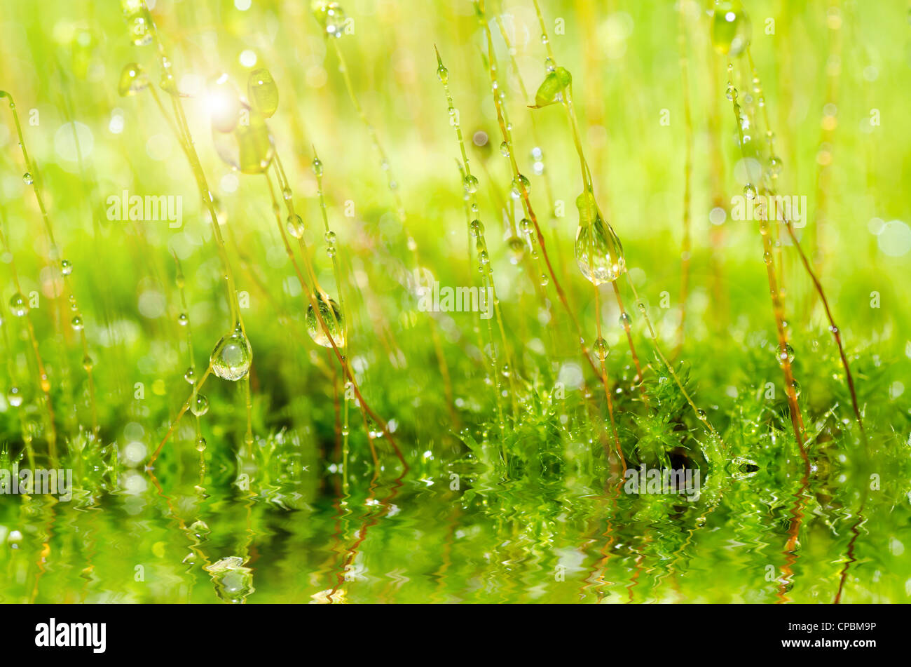Fresh moss and water drops in green nature or in old stone or old wall ...