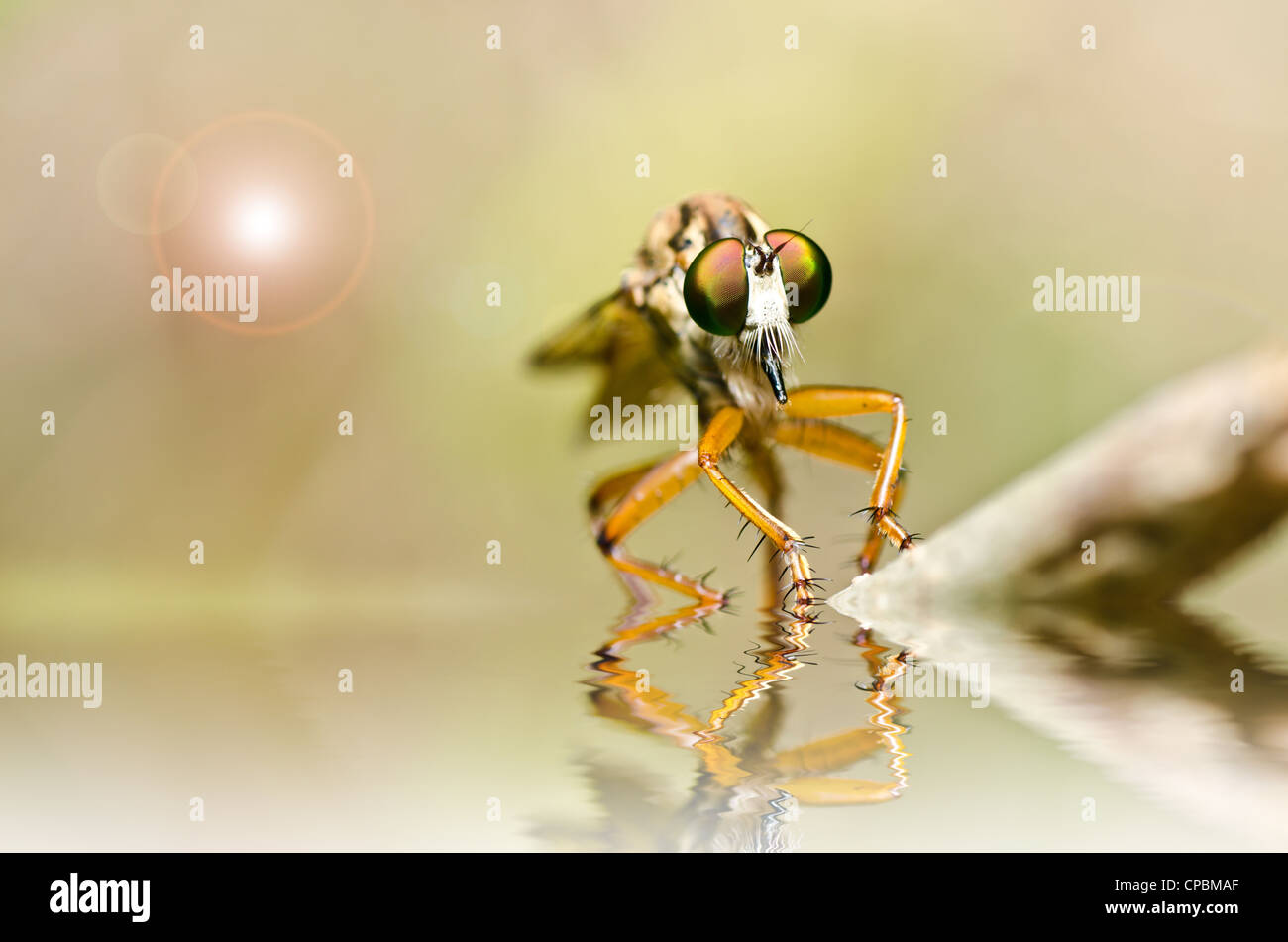Robberfly in green nature or in the garden Stock Photo - Alamy