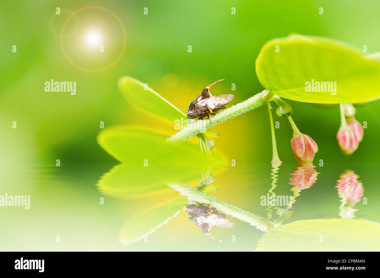 Aphid insect in green nature or in the garden Stock Photo - Alamy