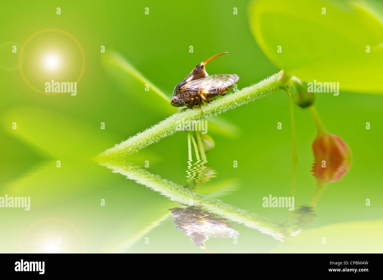 Aphid insect in green nature or in the garden Stock Photo - Alamy