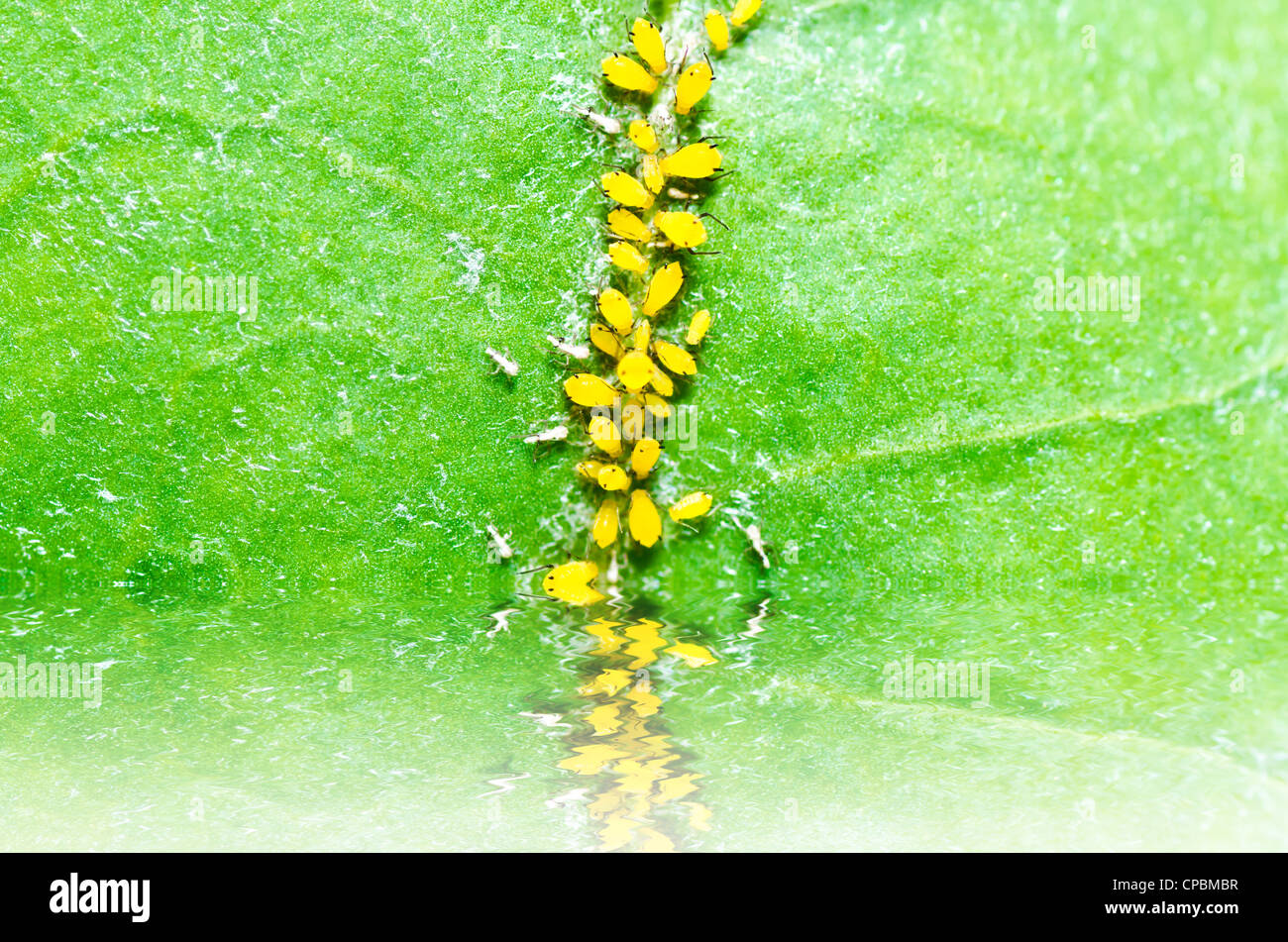 Aphid insect in green nature or in the garden Stock Photo - Alamy