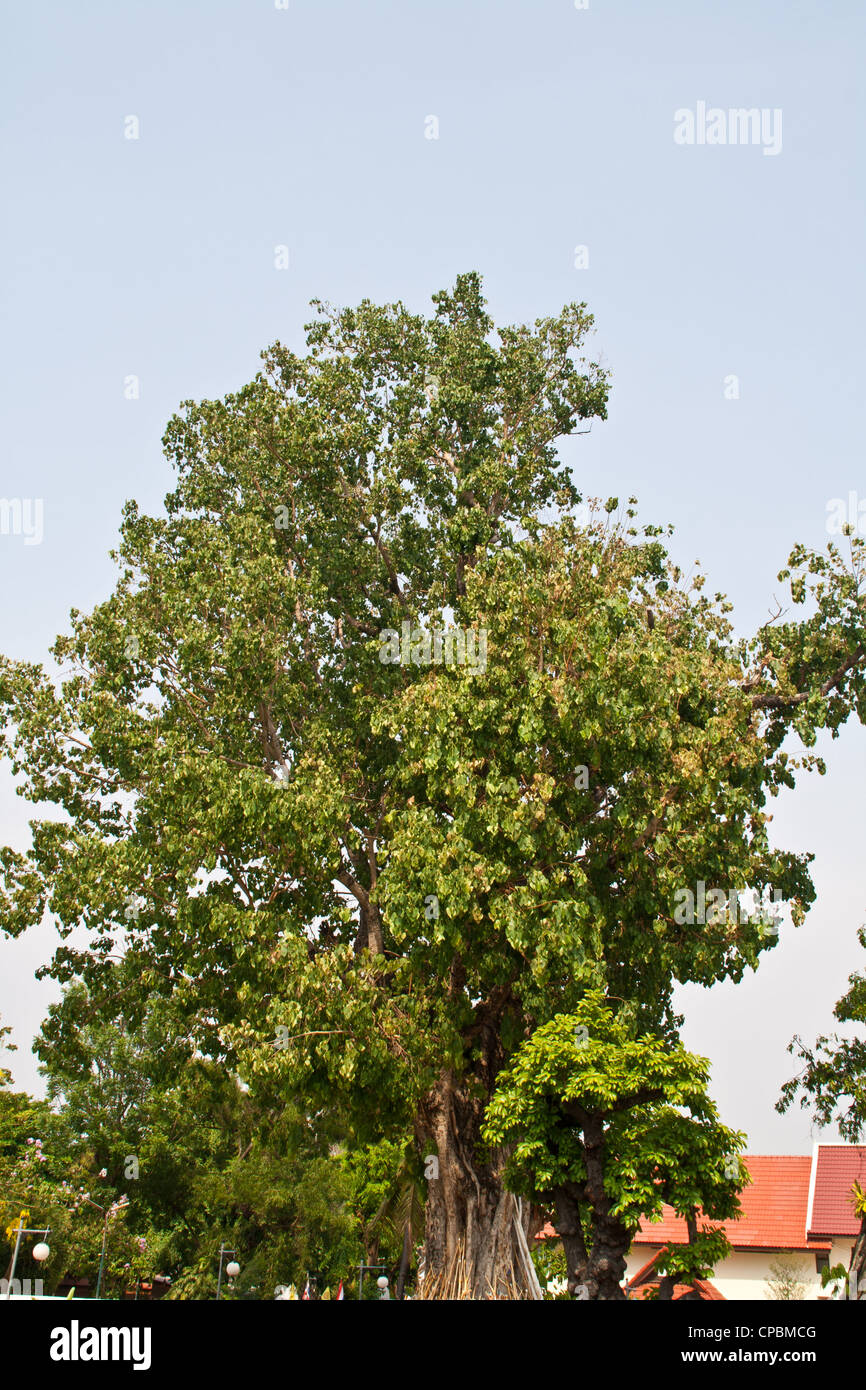 Leaf of bodhi tree hi-res stock photography and images - Alamy