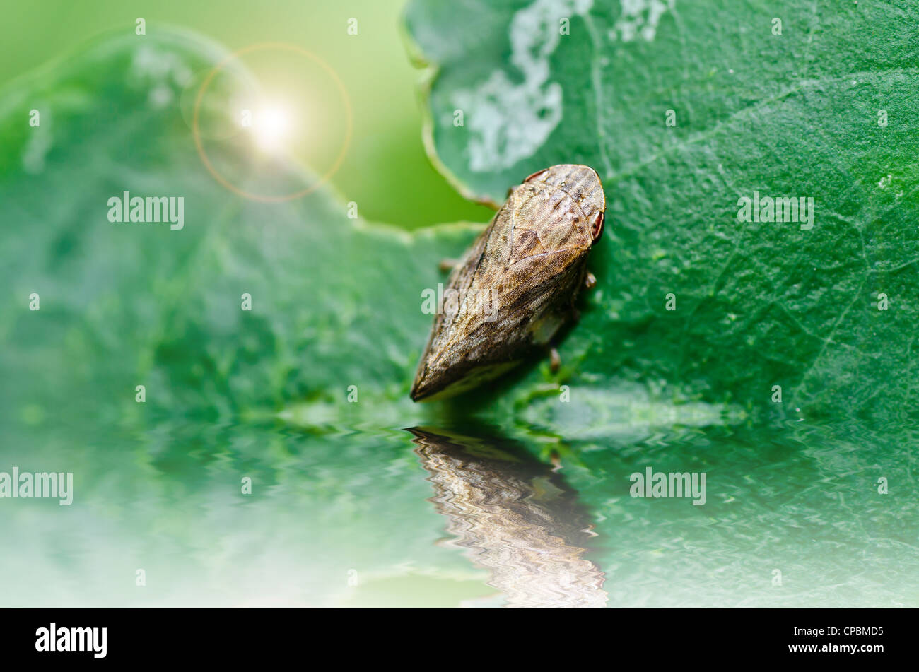 Aphid insect in green nature or in the garden Stock Photo - Alamy