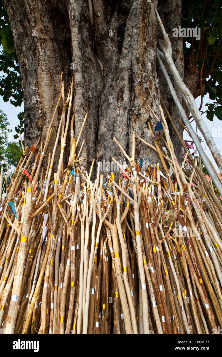 Buddhism tree hi-res stock photography and images - Alamy