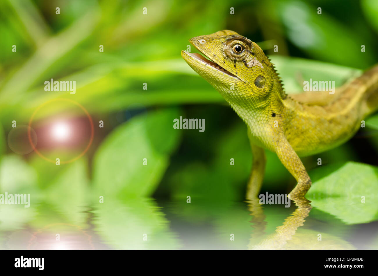 Lizard in green nature or in park or in the garden Stock Photo - Alamy