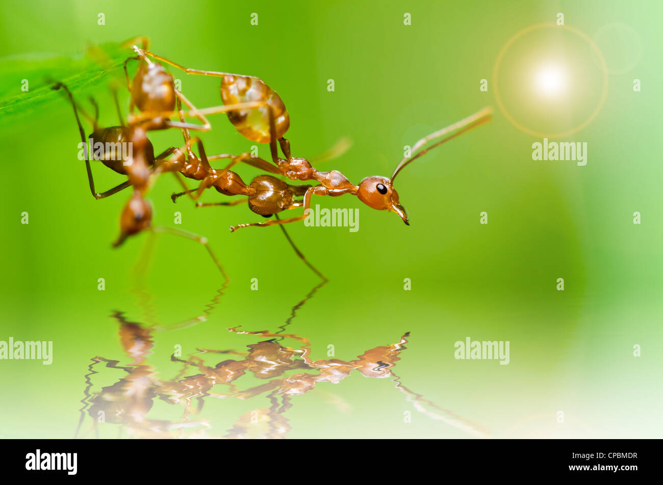 red ant in green nature or in the garden Stock Photo - Alamy