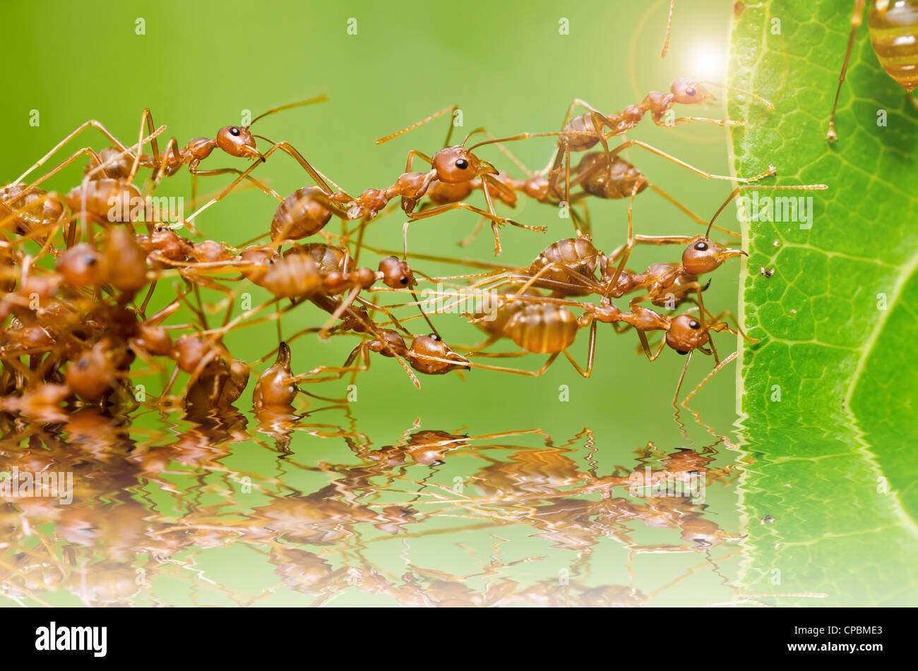 red ant in green nature or in the garden Stock Photo - Alamy
