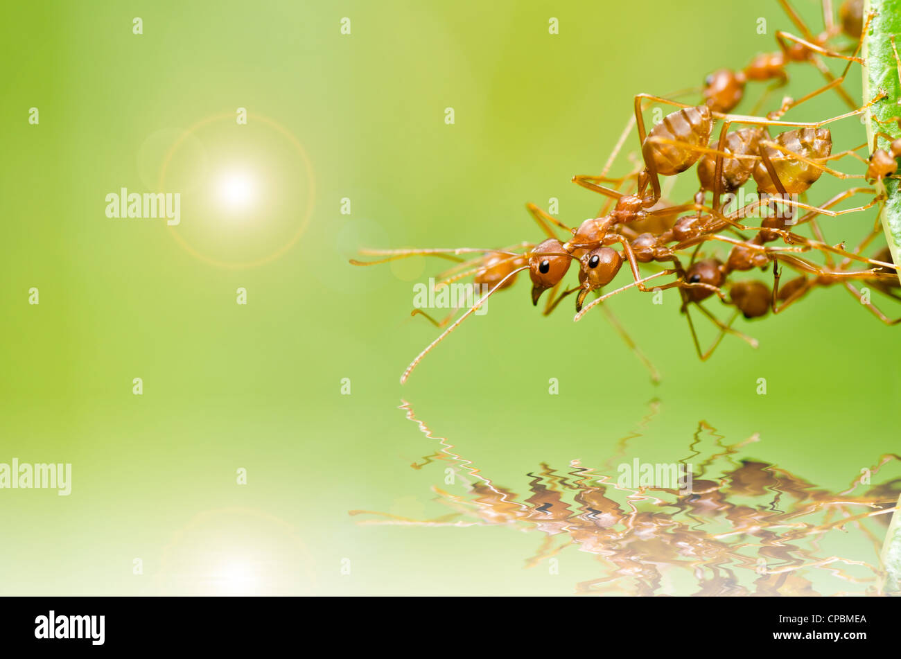 red ant in green nature or in the garden Stock Photo - Alamy