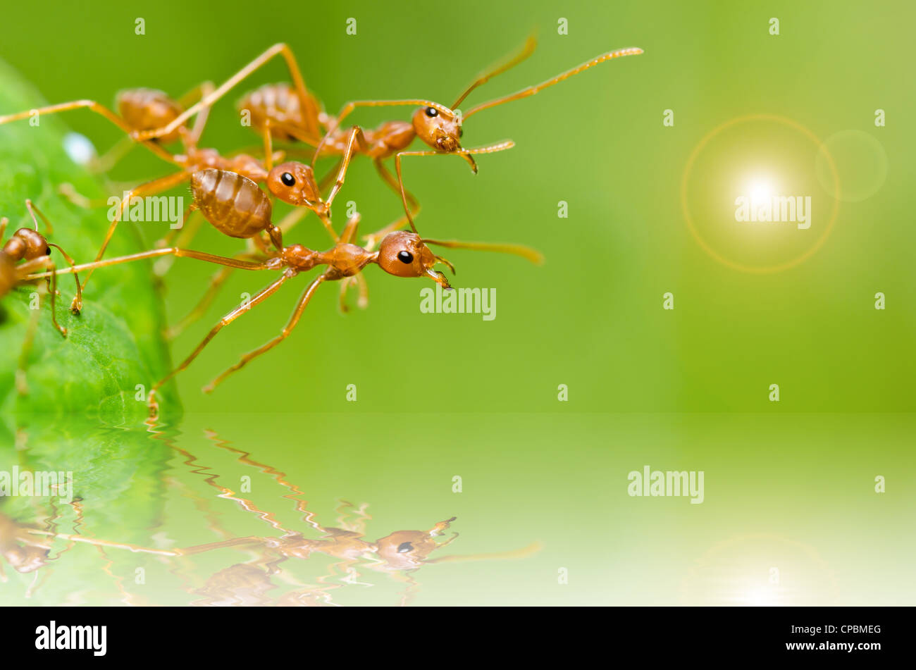 red ant in green nature or in the garden Stock Photo - Alamy