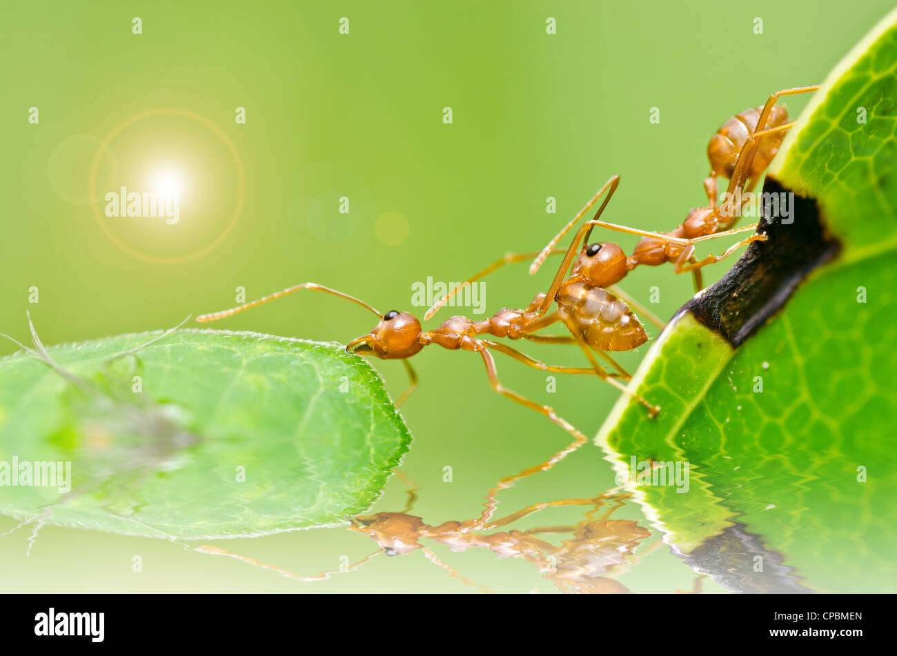 red ant in green nature or in the garden Stock Photo - Alamy