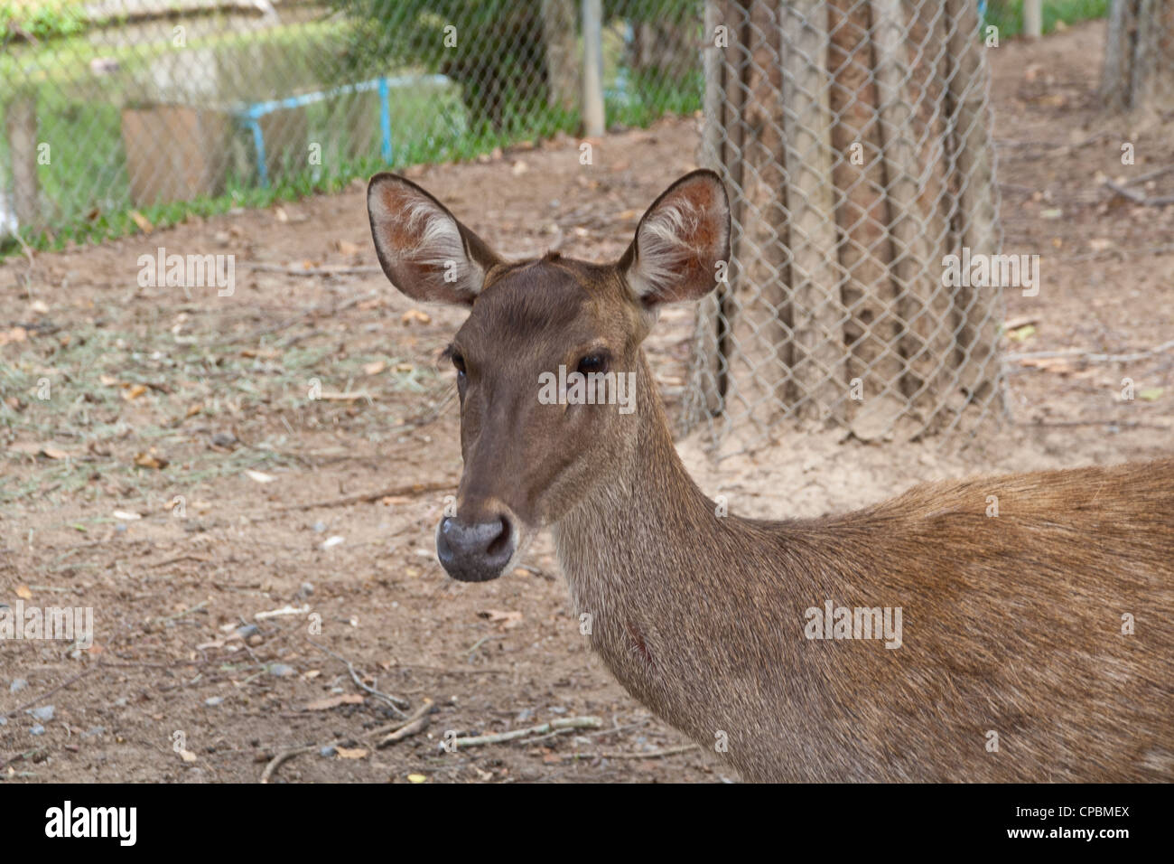 Baby deer brown in the zoo. chiangmai, thailand Stock Photo - Alamy
