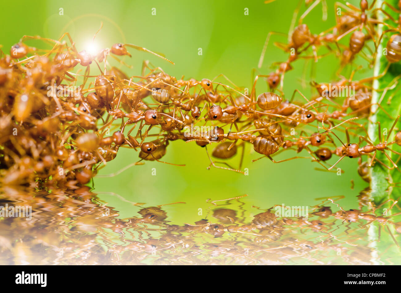 red ant in green nature or in the garden Stock Photo - Alamy