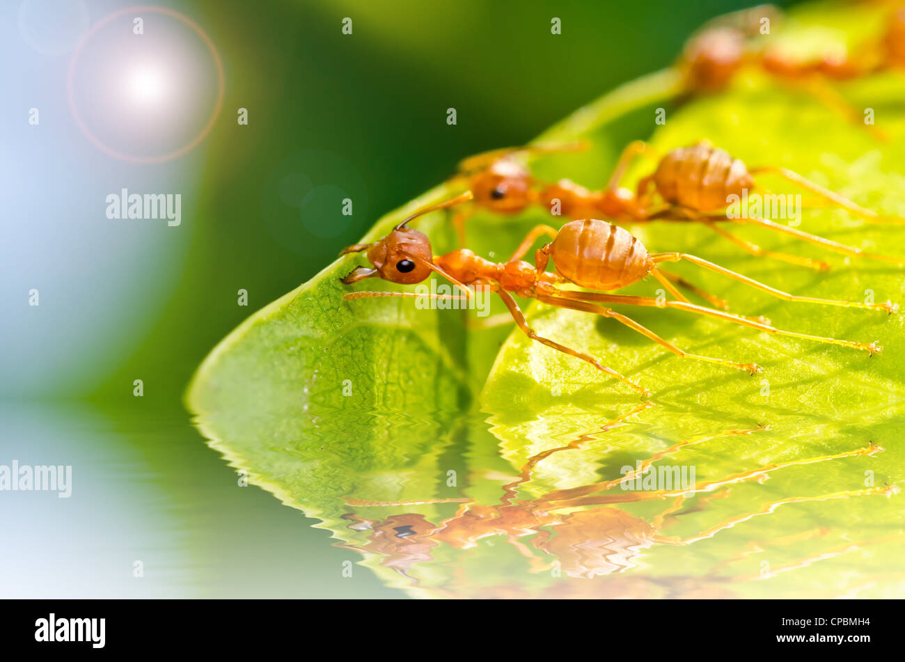 red ant team work building home Stock Photo - Alamy