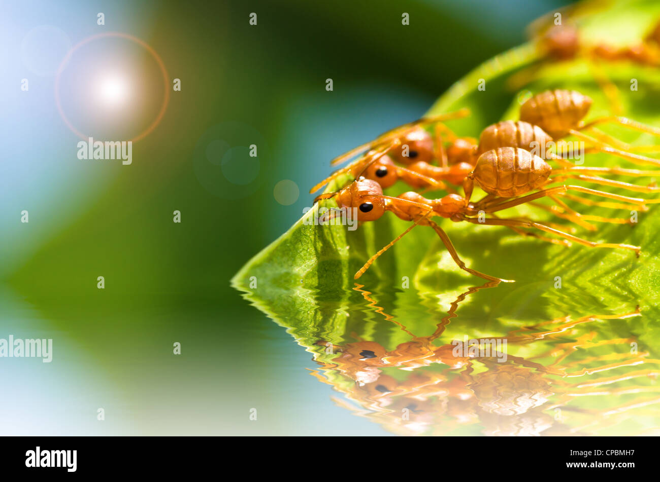 Ants view building hi-res stock photography and images - Alamy