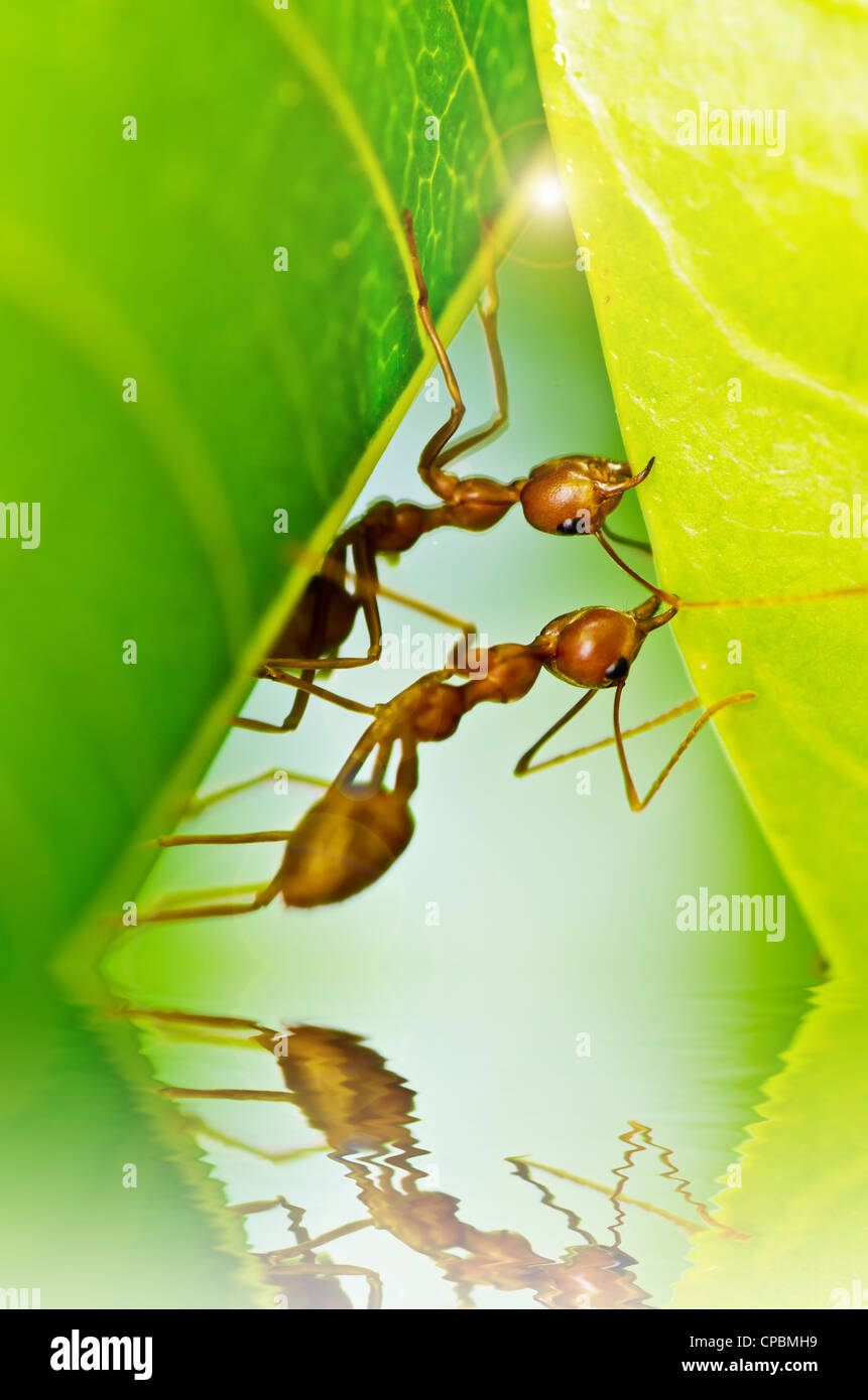 red ants team work in building home Stock Photo - Alamy