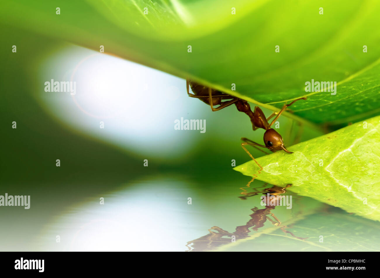 red ant powerful in green nature Stock Photo - Alamy