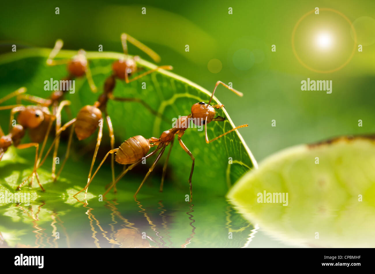 Ants close up hi-res stock photography and images - Alamy