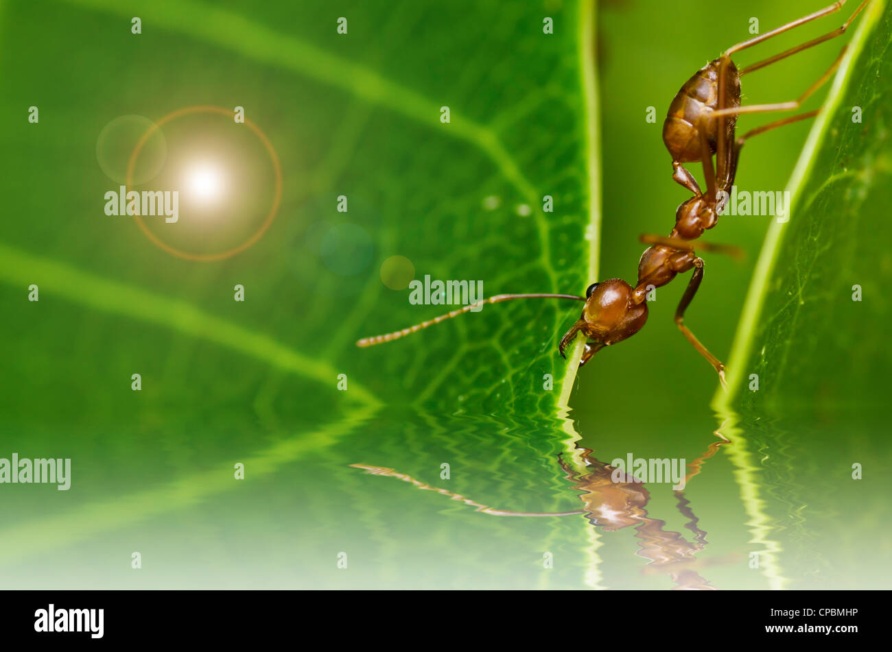 red ant powerful in green nature Stock Photo - Alamy