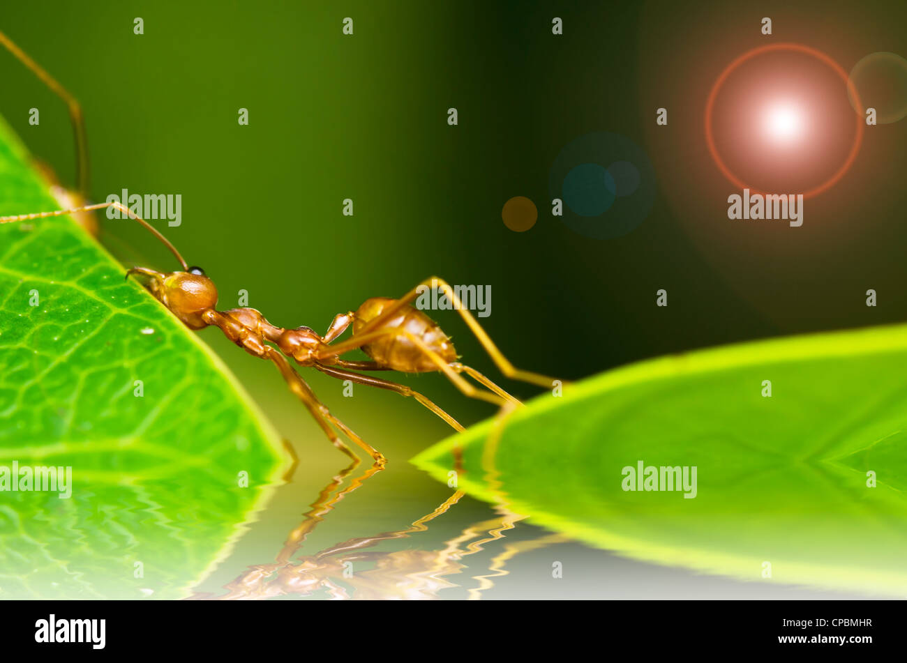 red ant so tired hard work weak Stock Photo - Alamy