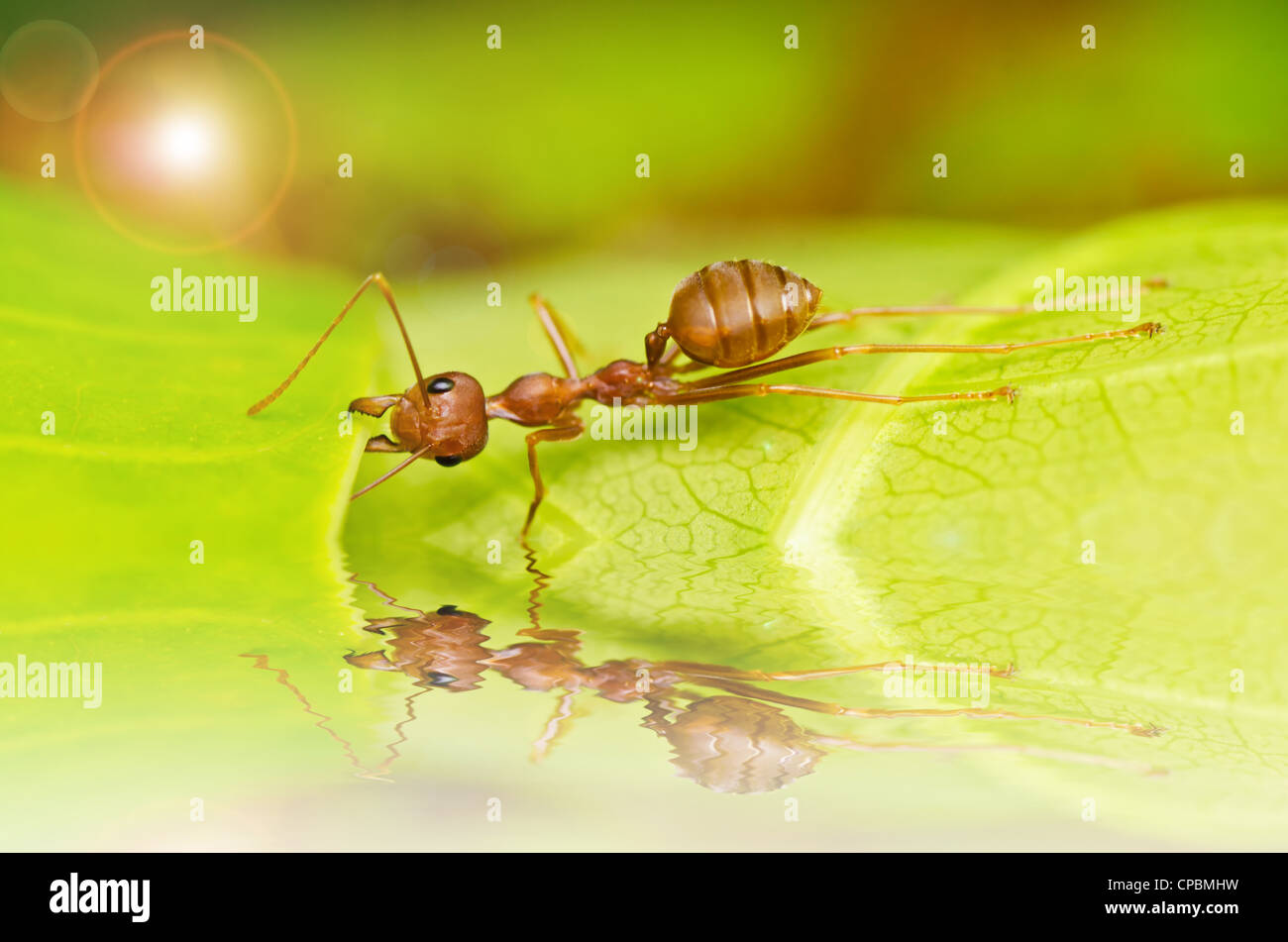 red ant powerful in green nature Stock Photo - Alamy