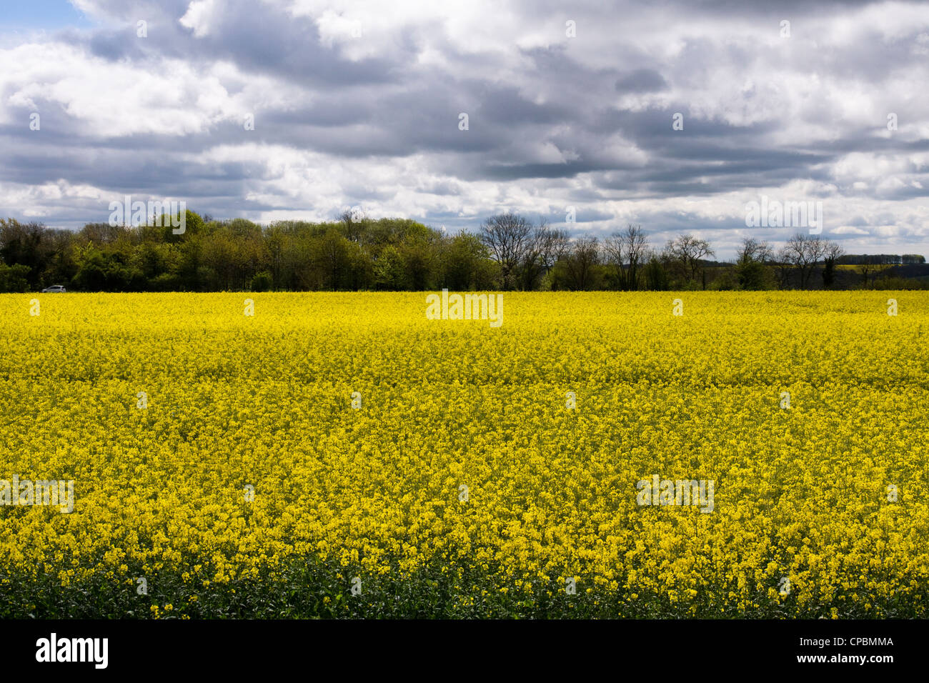 Rapeseed blossom in the Cotswolds Stock Photo - Alamy