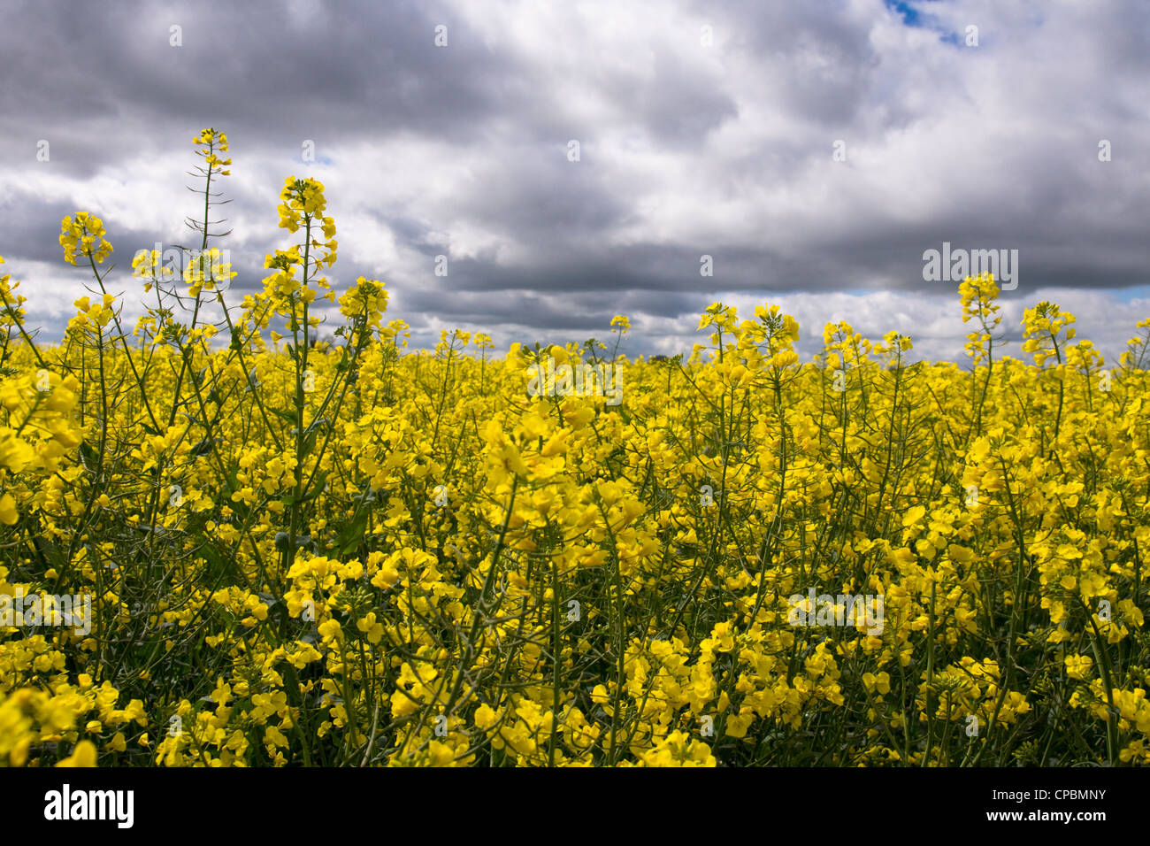 Rapeseed blossom in the Cotswolds Stock Photo - Alamy