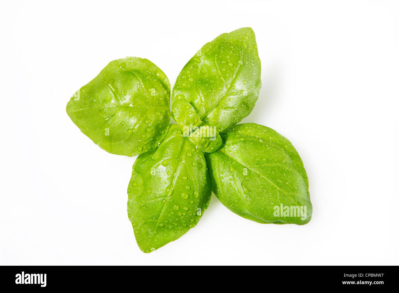 basil leaves isolated on white background Stock Photo - Alamy