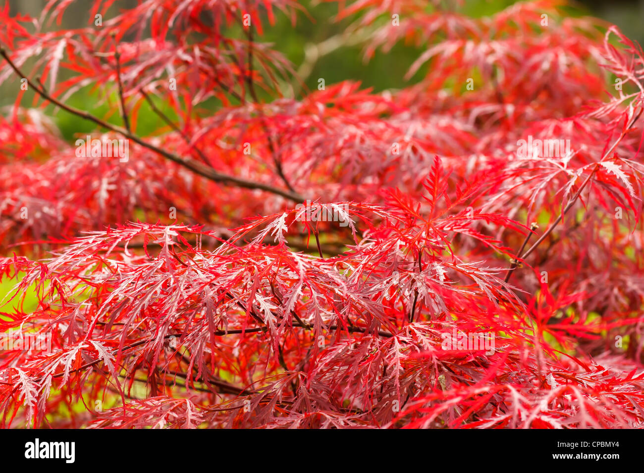 natural red maple leaf background with shallow focus Stock Photo - Alamy