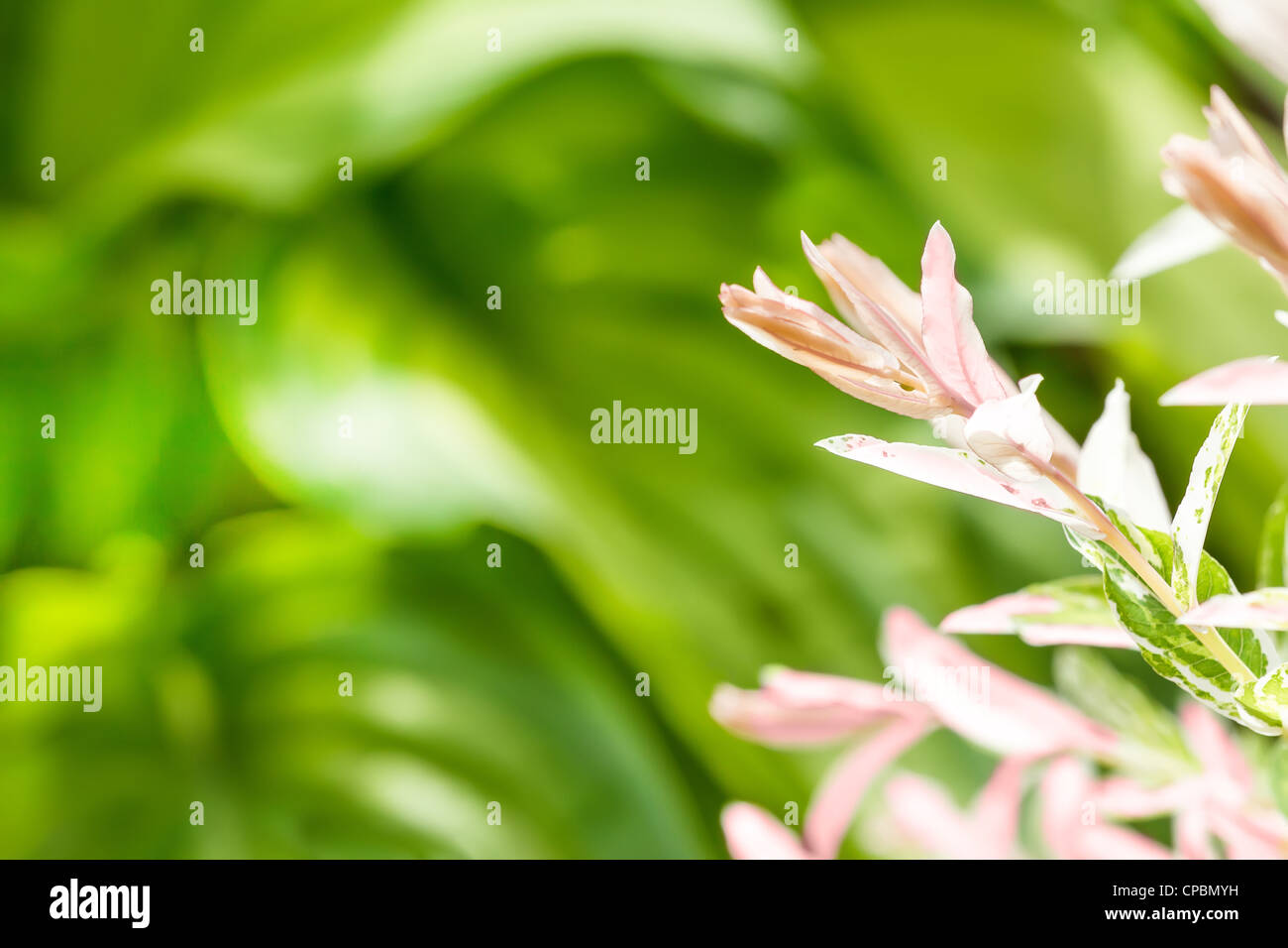 Summer background with blurred background and plant in front Stock ...