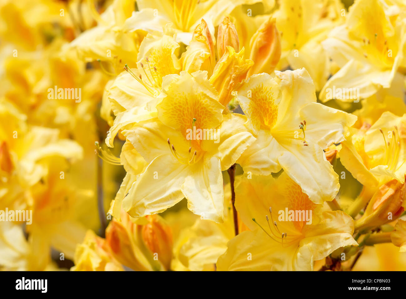 Yellow azalea rhododendron flowers full bloom in spring garden Stock ...