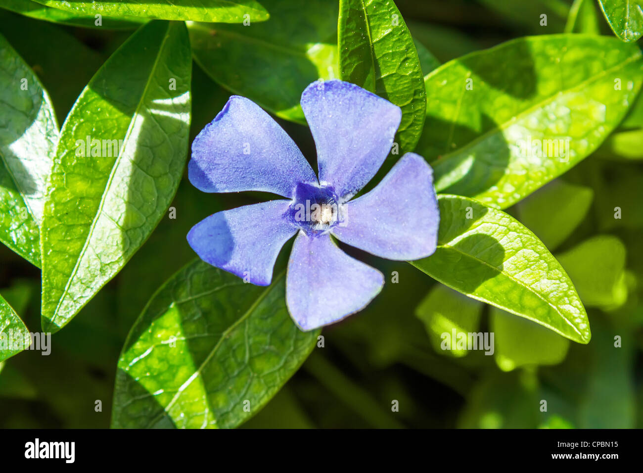 blue periwinkle growing in the green meadow Stock Photo - Alamy