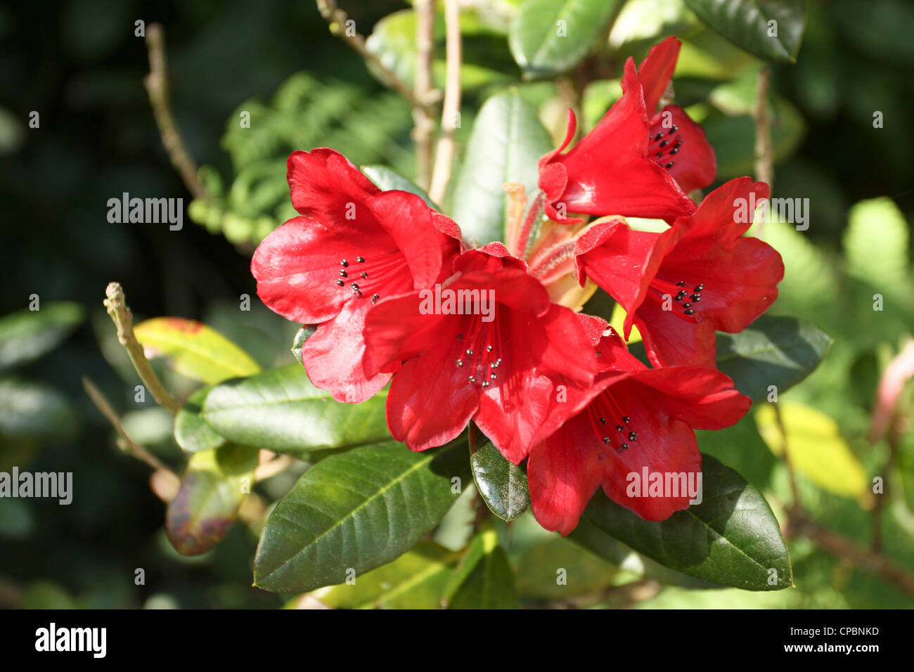 Dunedin, New Zealand, Red Azalea Stock Photo - Alamy