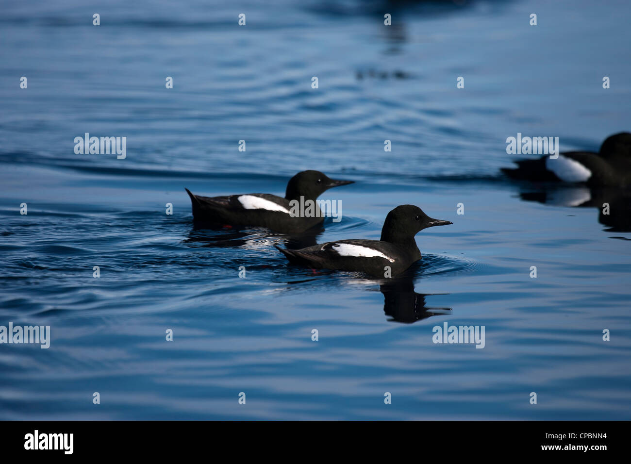 Black Guillemots (Cepphus grylle) aka Tystie, swmming at sea close to ...