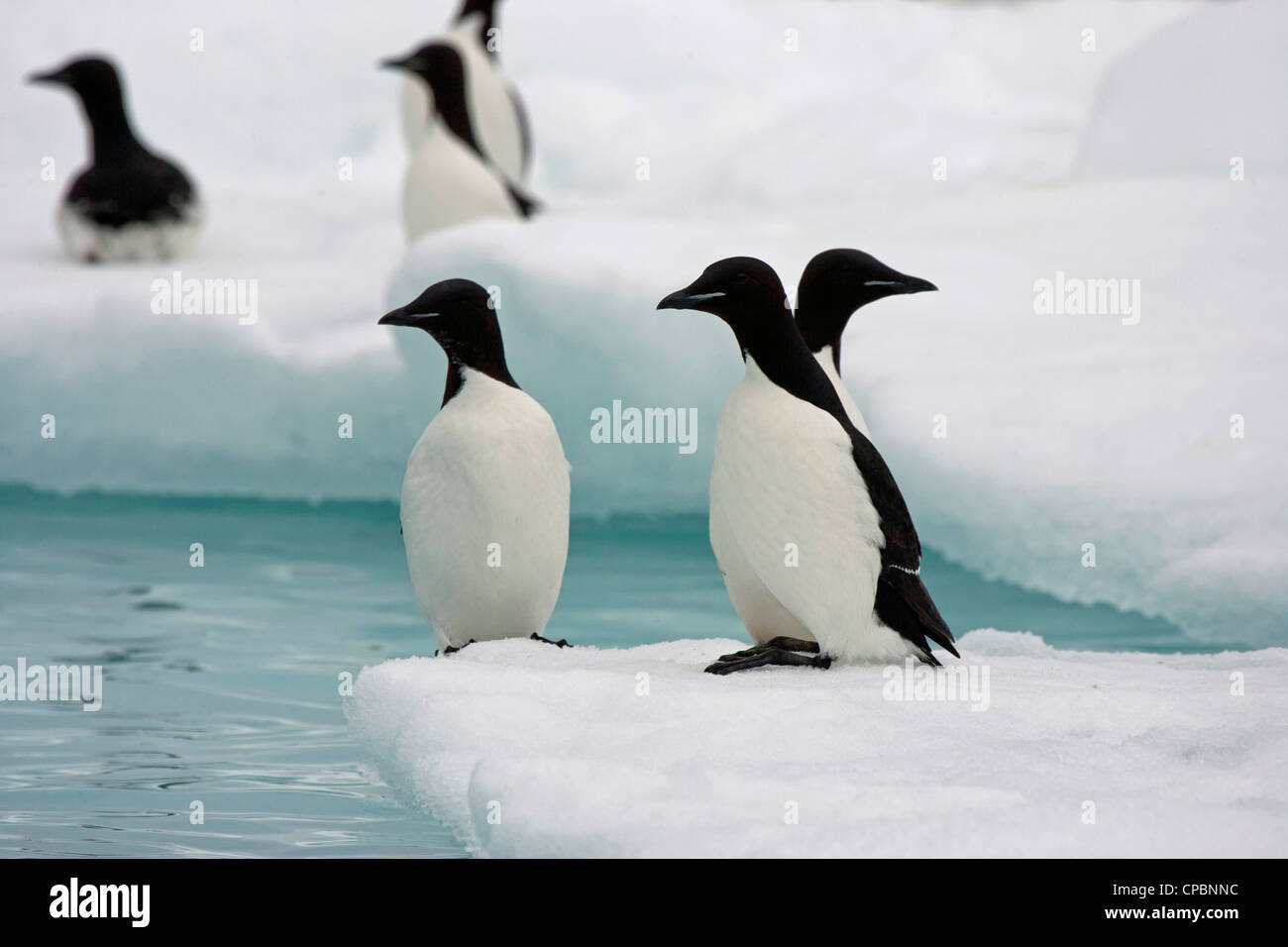 Little Auks (Alle alle) aka Dovekie, on ice flow close to Svalbard ...