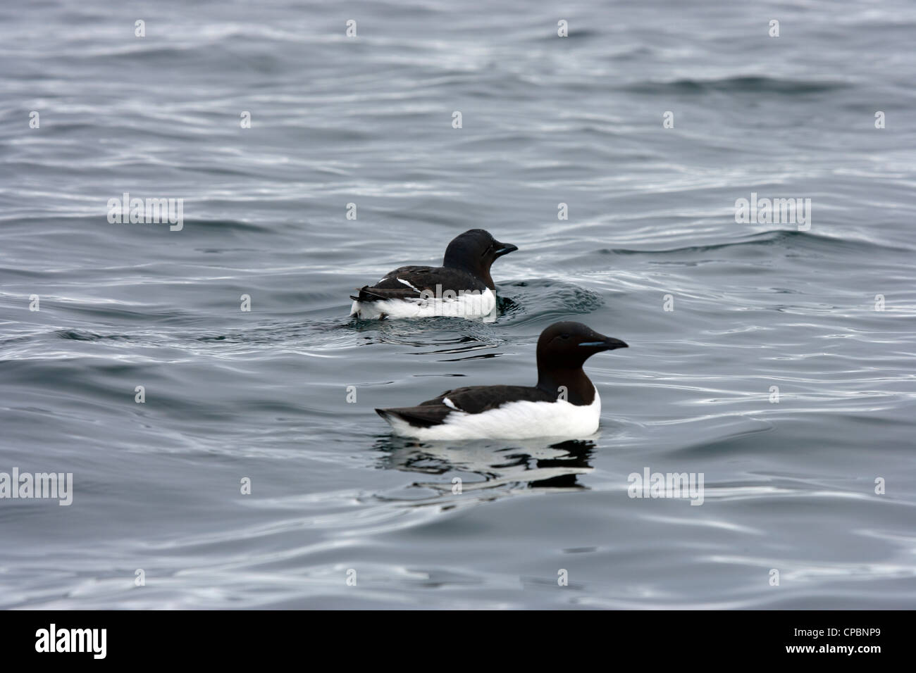 Little auk swimming hi-res stock photography and images - Alamy
