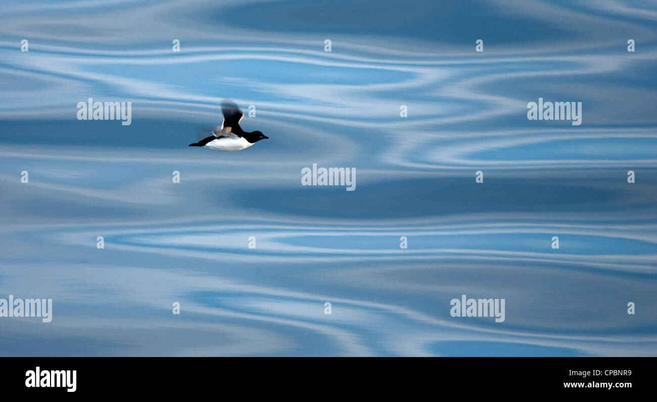 Little Auk (Alle alle) flying at sea off Svalbard (Spitsbergen ...