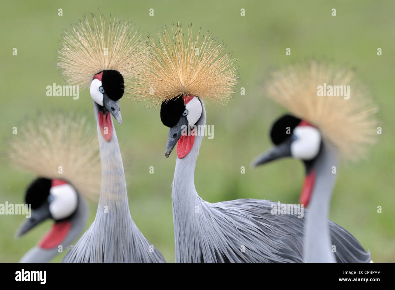 Four Grey Crowned-Cranes in courtship dancing Stock Photo - Alamy