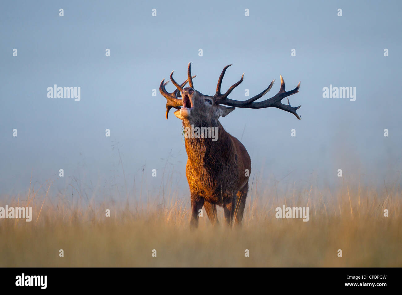 Largest native deer species hi-res stock photography and images - Alamy Largest native deer species hi-res stock photography and images - Alamy