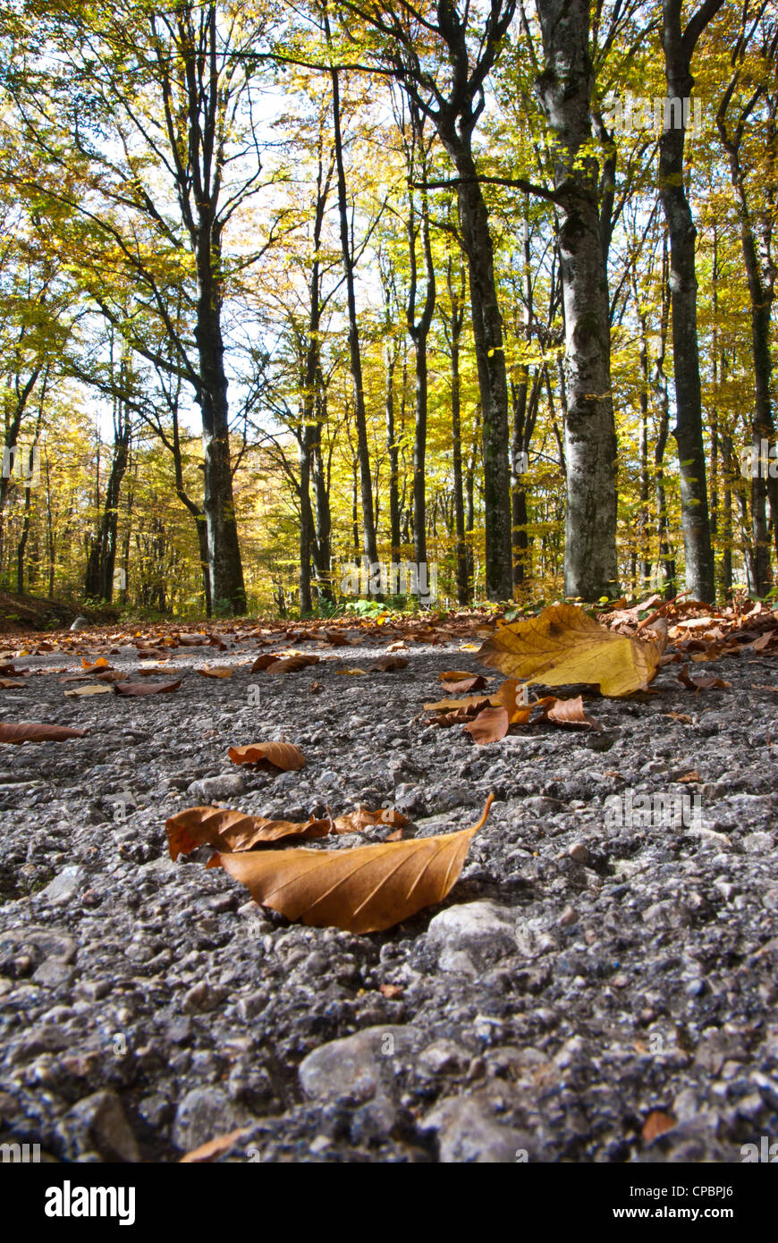 Fallen Autumn leaves in a road Stock Photo - Alamy