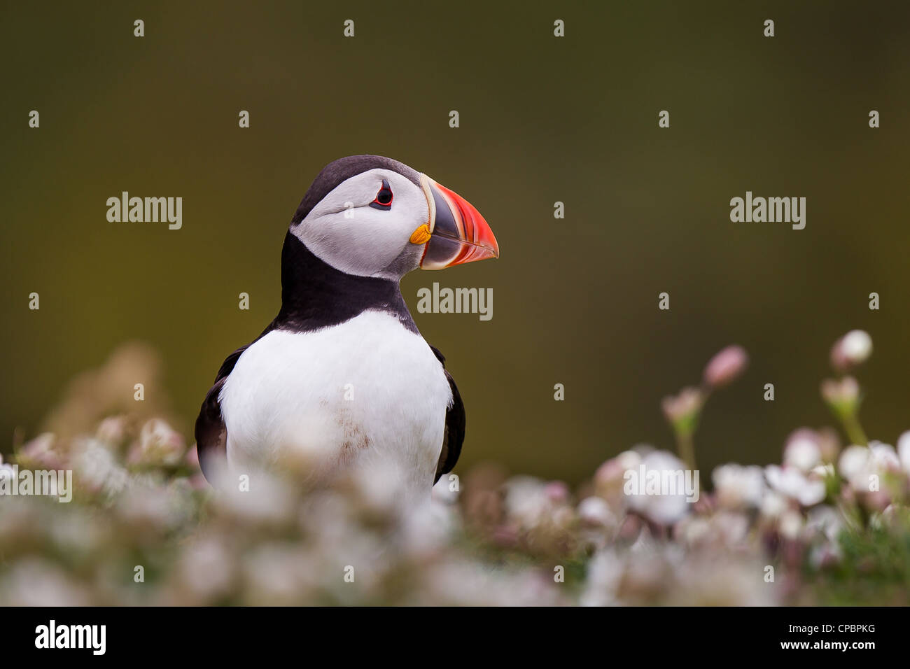 Puffin portrait and landscape Stock Photo - Alamy