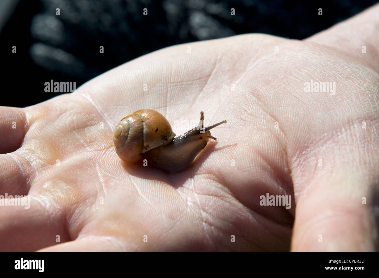 River snail hi-res stock photography and images - Alamy