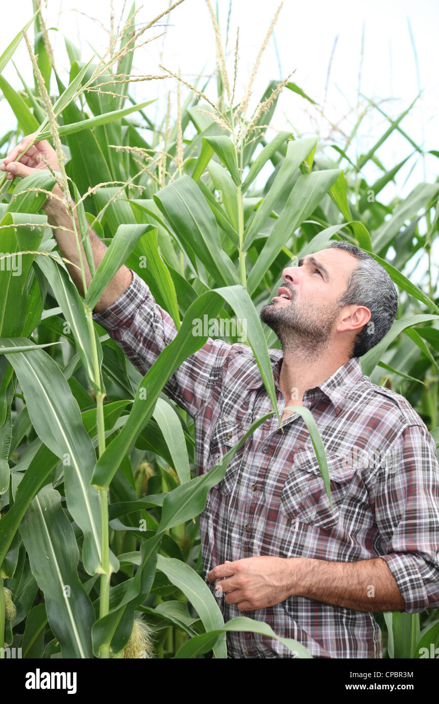 Farmer checking his cornfield Stock Photo - Alamy