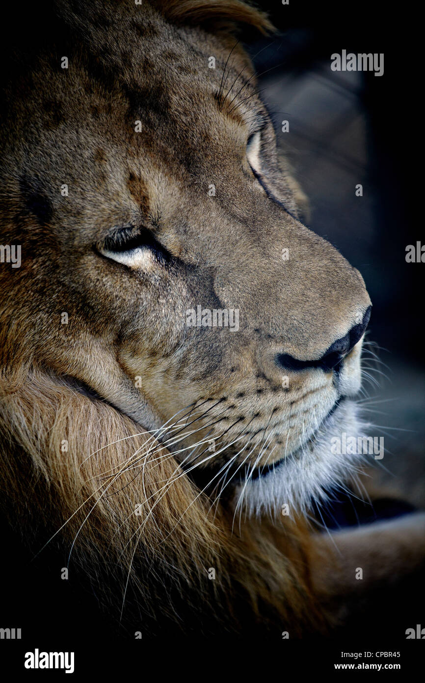 Leo close hi-res stock photography and images - Alamy