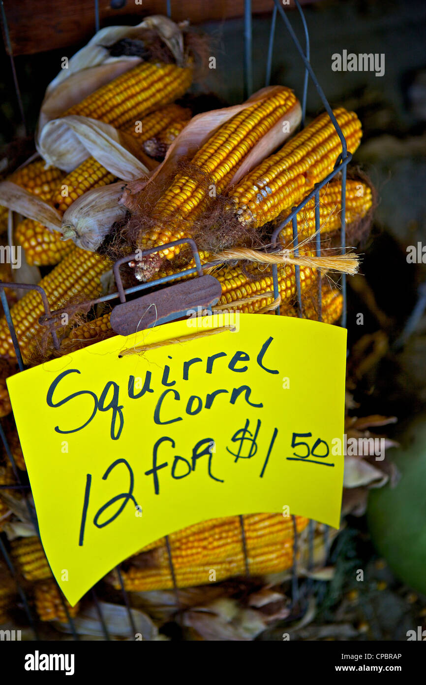 Squirrel Corn, for sale Stock Photo - Alamy